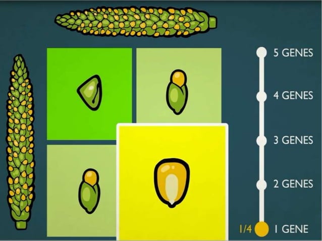 Maize evolution | PPT