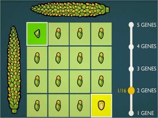 Maize evolution | PPTX