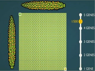Maize evolution | PPTX