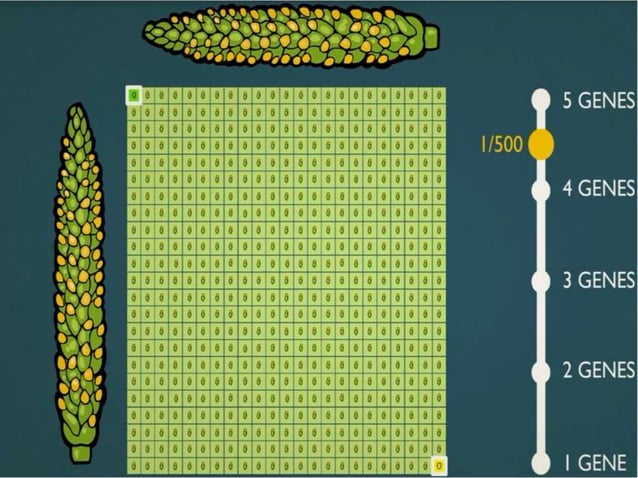 Maize evolution | PPTX | Biological Sciences | Science