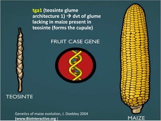 Maize evolution | PPTX
