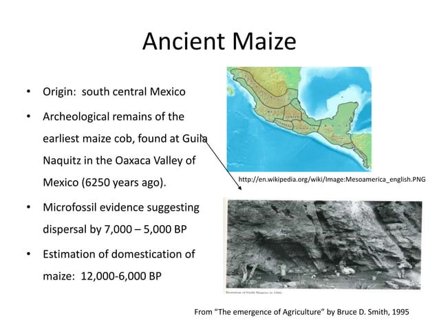 Maize evolution | PPTX | Biological Sciences | Science