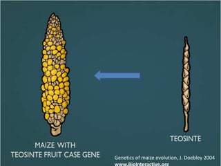 Maize evolution | PPTX