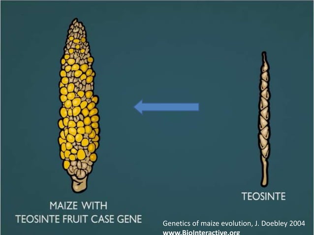 Maize evolution | PPTX | Biological Sciences | Science
