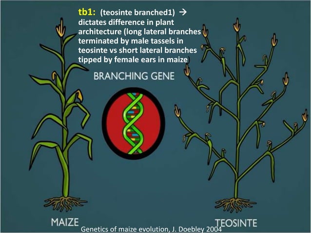 Maize evolution | PPTX | Biological Sciences | Science