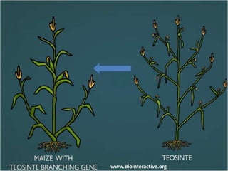 Maize evolution | PPTX