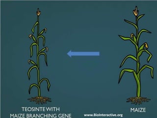 Maize evolution | PPTX