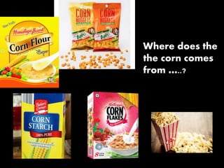 Maize evolution | PPTX