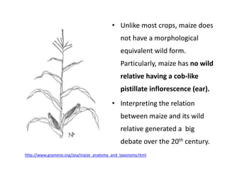 Maize evolution | PPTX