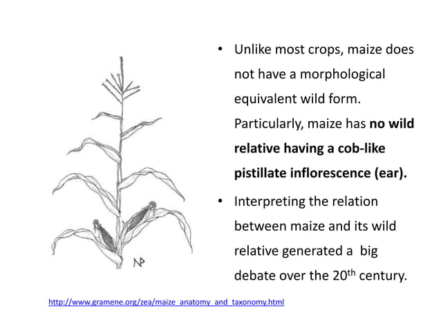Maize evolution | PPTX | Biological Sciences | Science