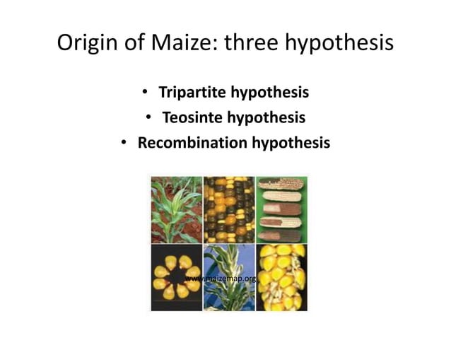 Maize evolution | PPTX | Biological Sciences | Science