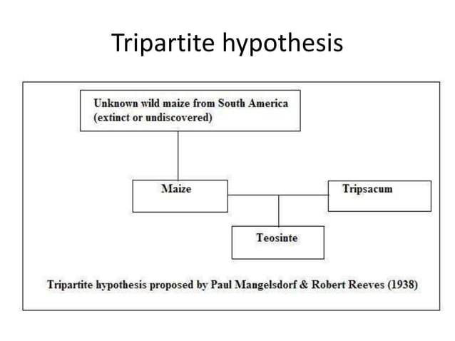 Maize evolution | PPTX | Biological Sciences | Science