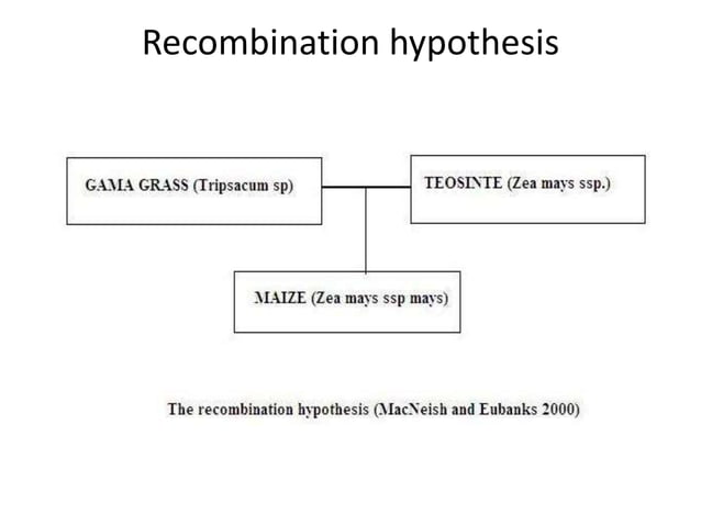 Maize evolution | PPTX | Biological Sciences | Science