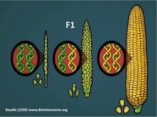 Evolution Of Corn
