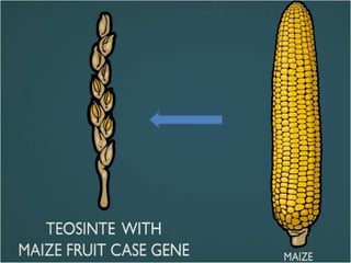 Evolution Of Corn