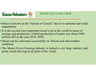 Maize_ Farming_Presentation_10 (1).11.pdf