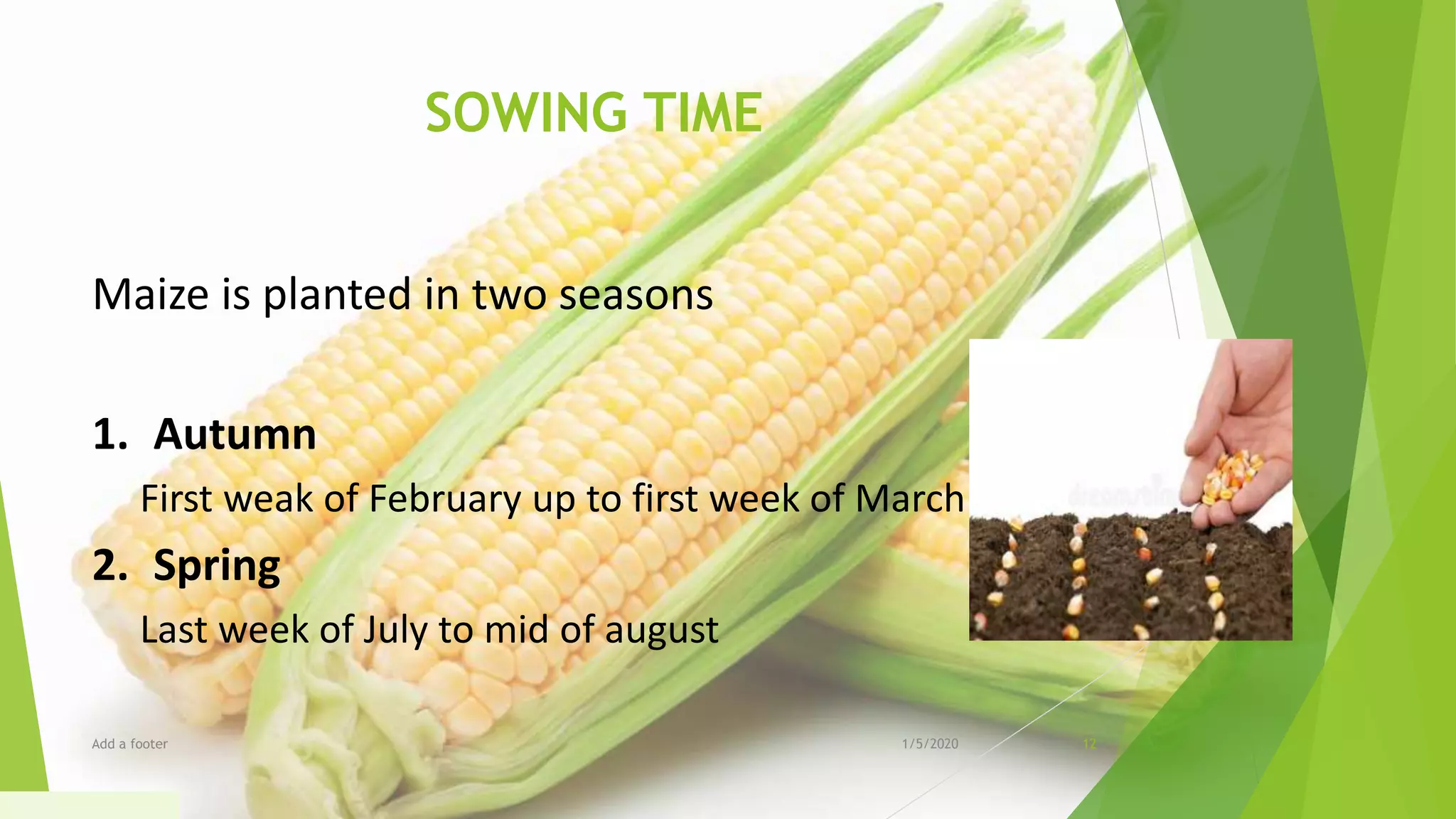 Maize industry in Pakistan | PPTX