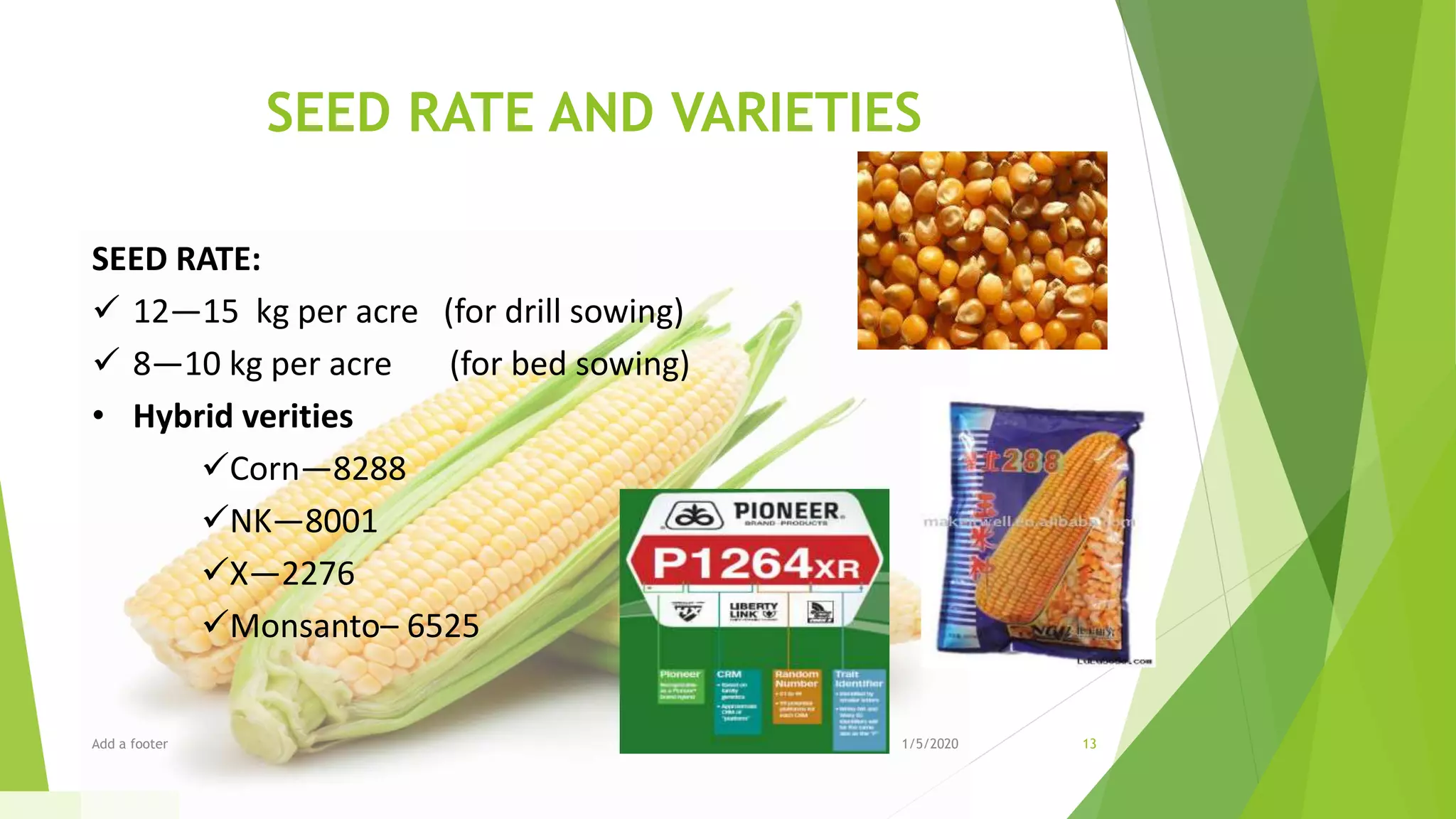 Maize industry in Pakistan | PPTX