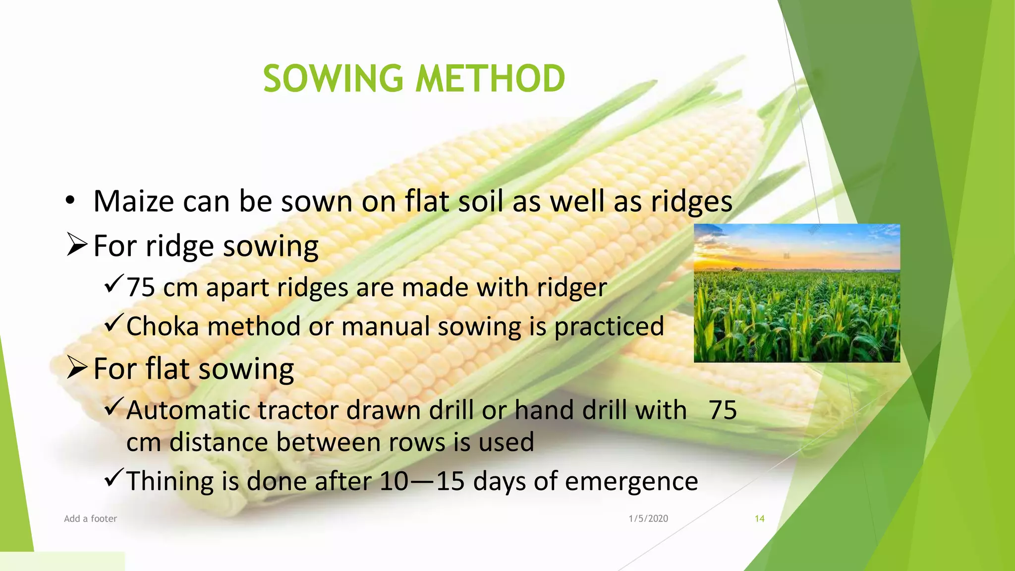 Maize industry in Pakistan | PPTX