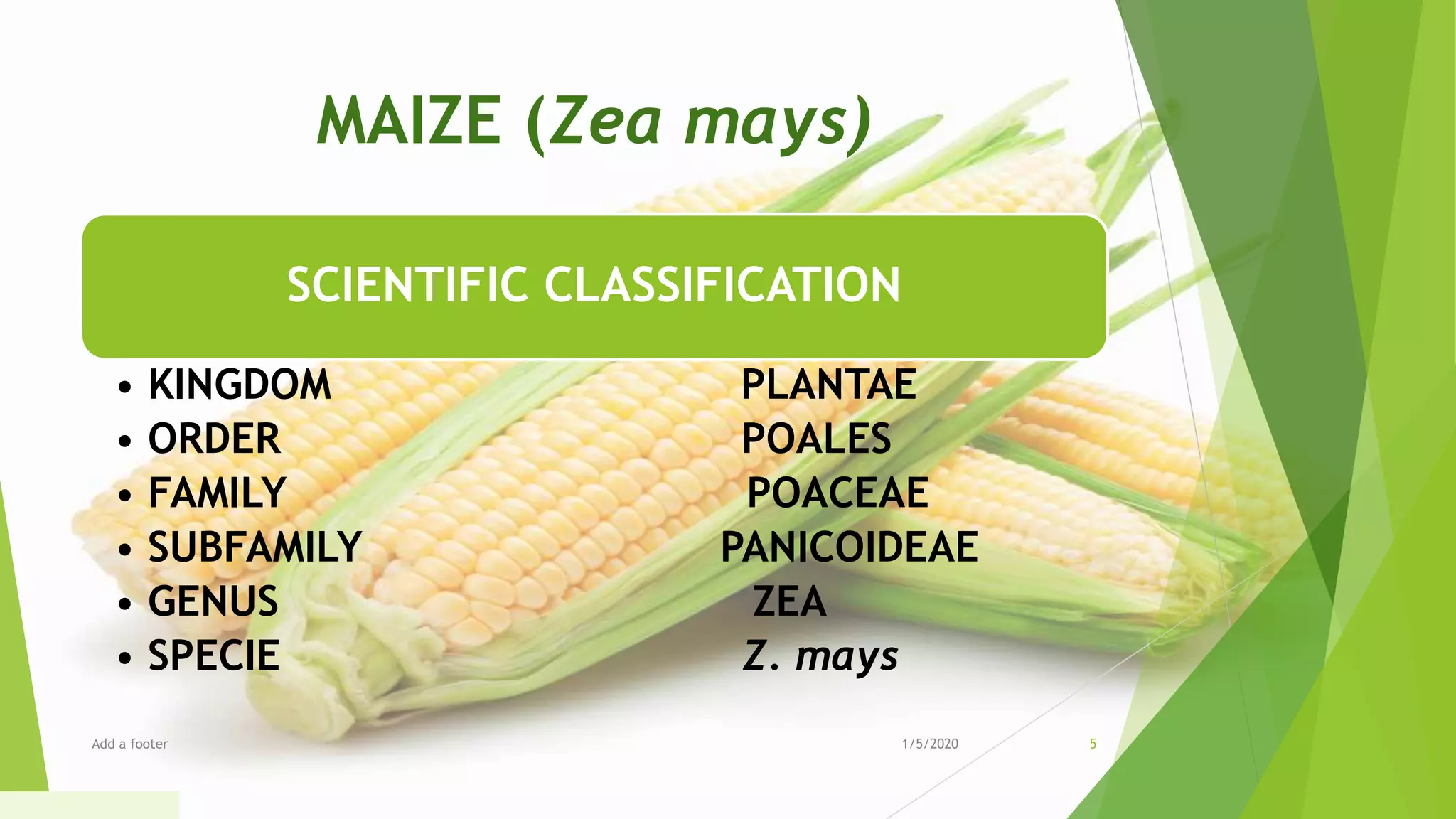 Maize industry in Pakistan | PPTX