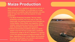 Maize in Global Agriculture : Production, Consumption,and Trade | PPT