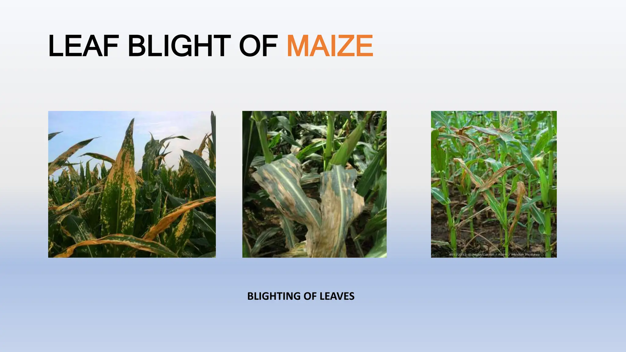MAIZE LEAF BLIGHT OF MAIZE IN SORUGAM LE | PPTX
