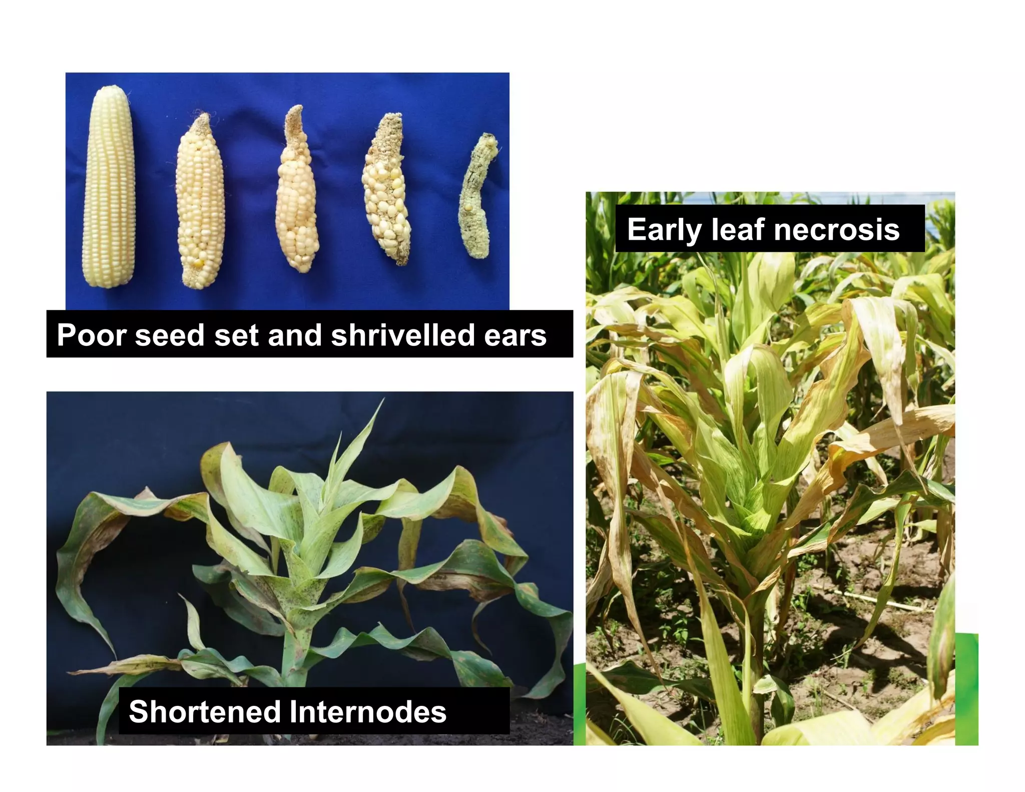 MLN Workshop: Maize lethal necrosis: the disease -- B Das | PDF