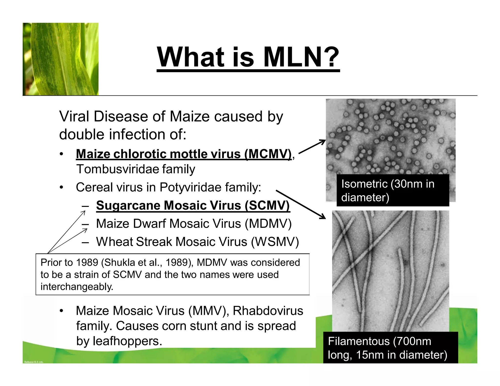 MLN Workshop: Maize lethal necrosis: the disease -- B Das | PDF