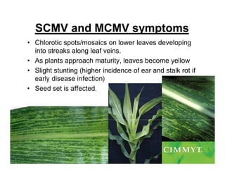 MLN Workshop: Maize lethal necrosis: the disease -- B Das | PDF