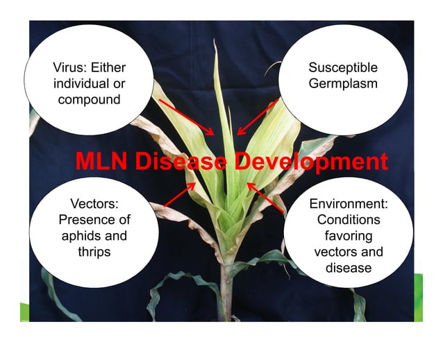 MLN Workshop: Maize lethal necrosis: the disease -- B Das | PDF ...