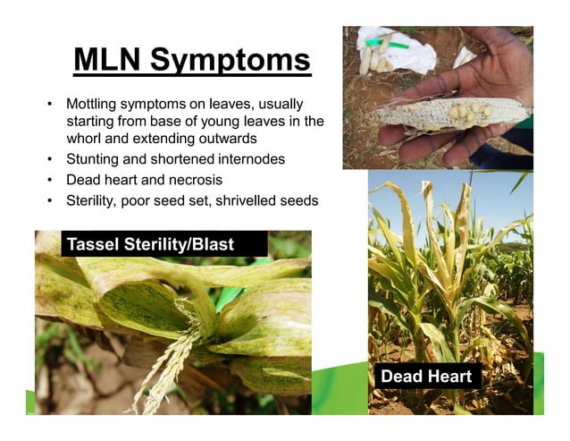 MLN Workshop: Maize lethal necrosis: the disease -- B Das | PDF ...
