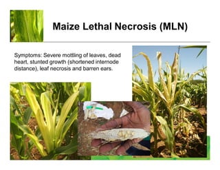 MLN Workshop: Maize lethal necrosis: the disease -- B Das | PDF