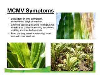 MLN Workshop: Maize lethal necrosis: the disease -- B Das | PDF