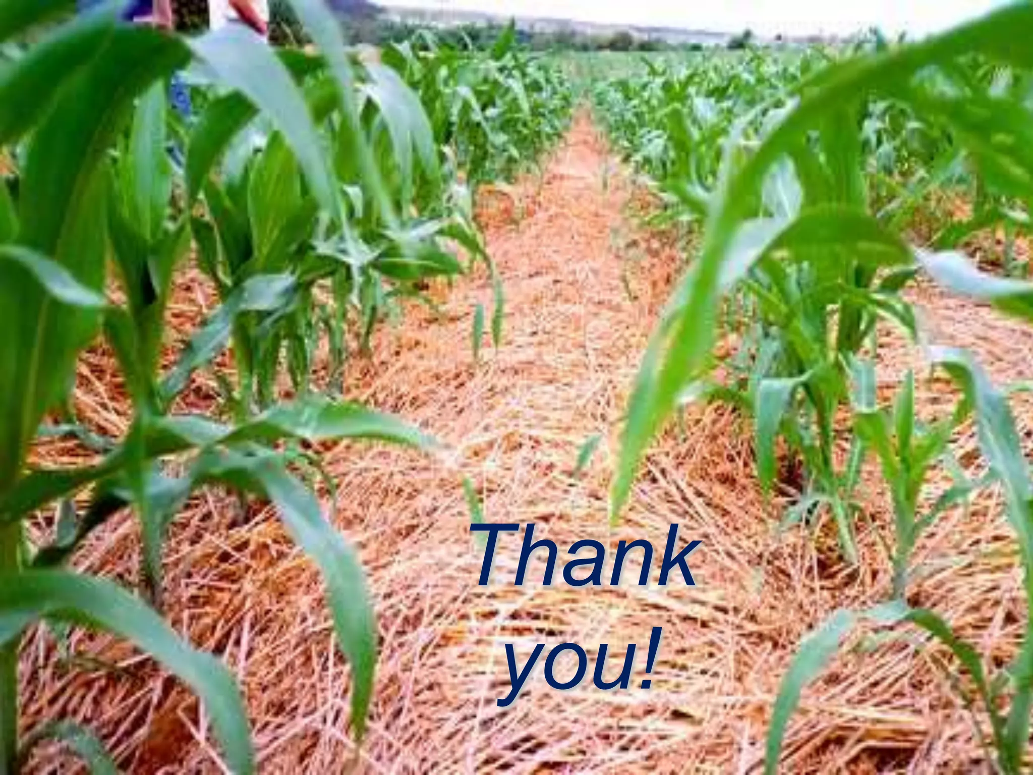 The maize mixed farming system: Highlights of characteristics, trends ...