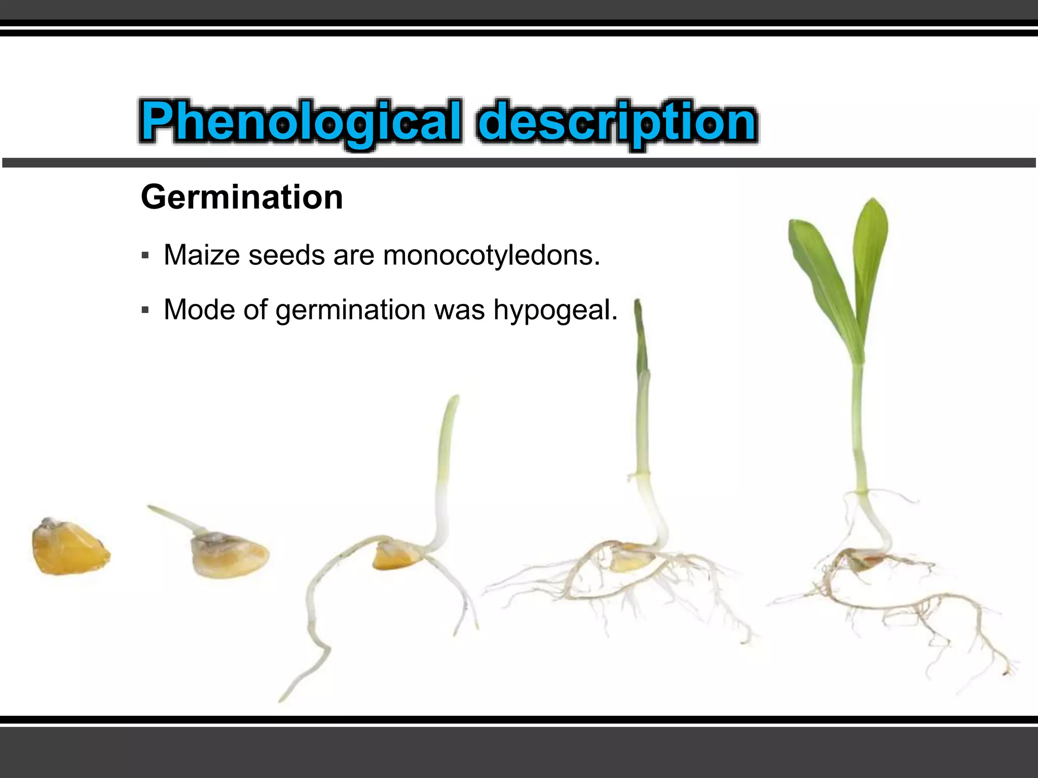 Economic importance and Phenological description of maize | PPTX