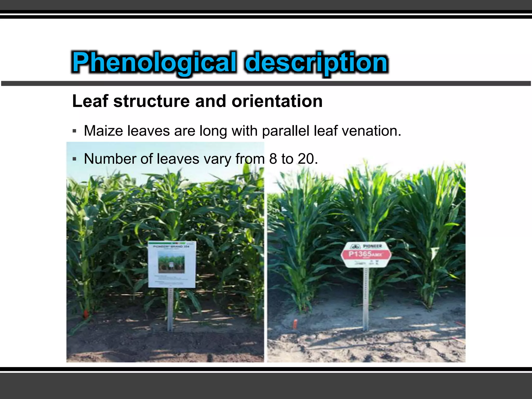 Economic importance and Phenological description of maize | PPTX