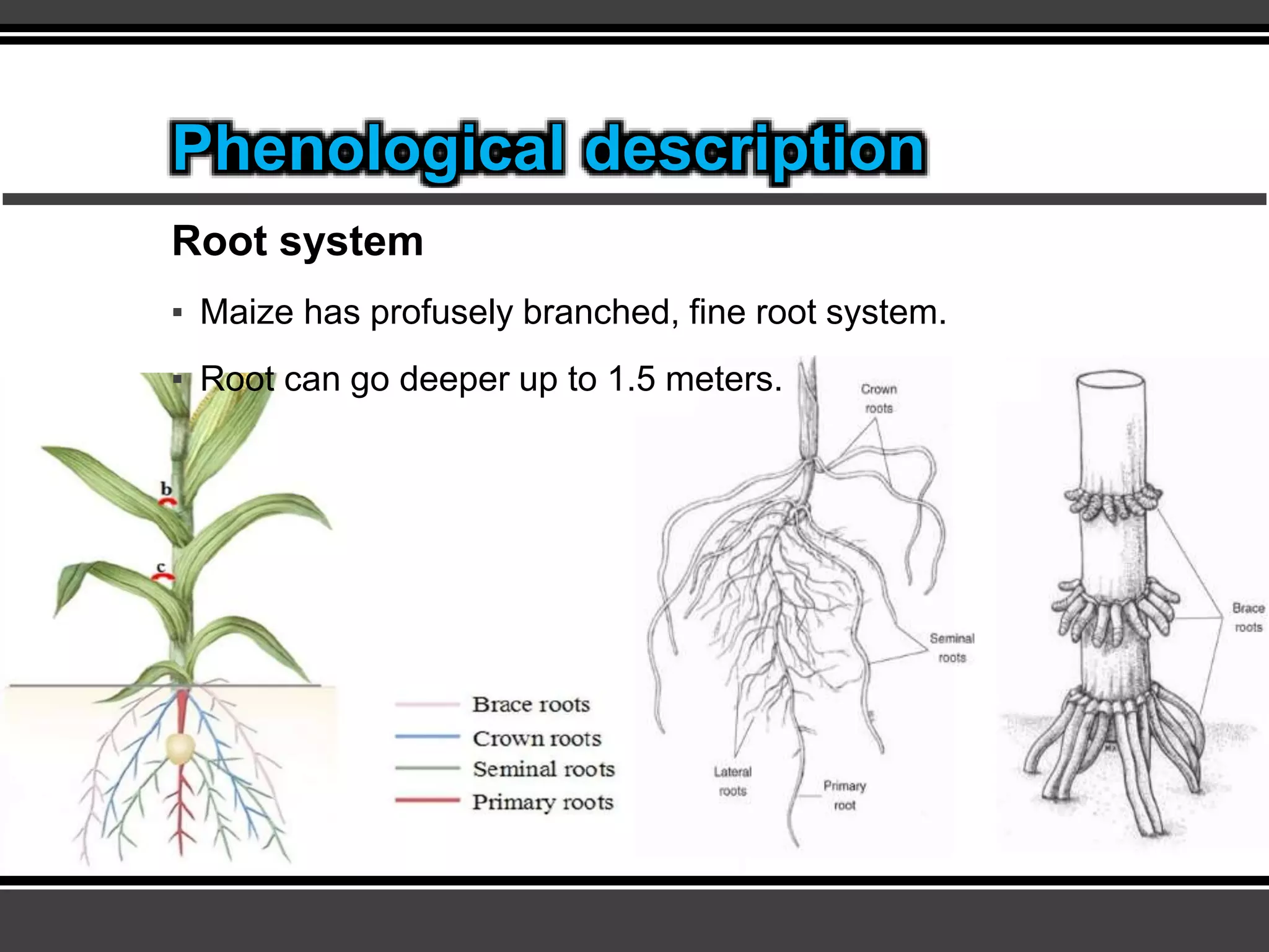 Economic importance and Phenological description of maize | PPTX