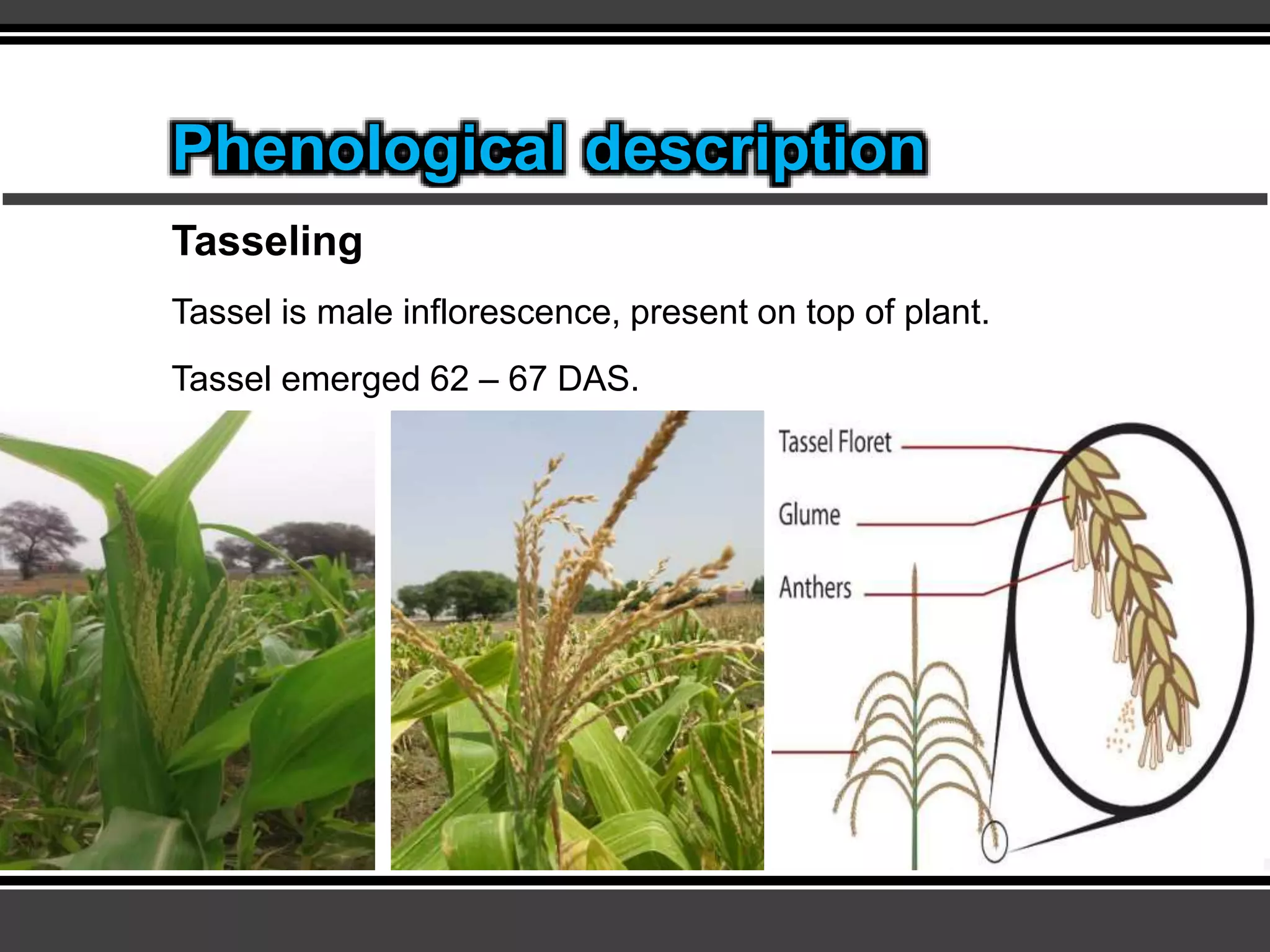 Economic importance and Phenological description of maize | PPTX