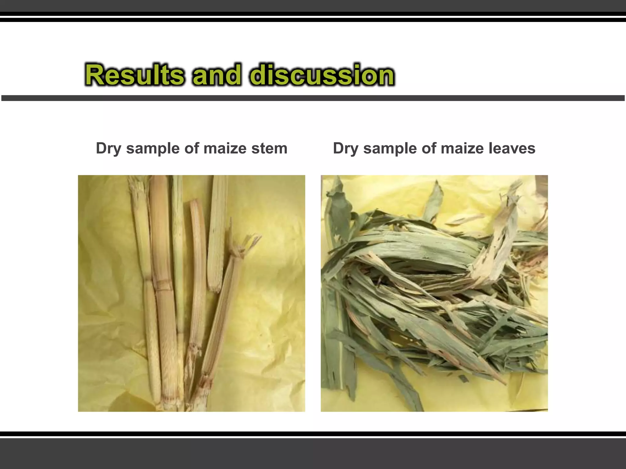 Economic importance and Phenological description of maize | PPTX