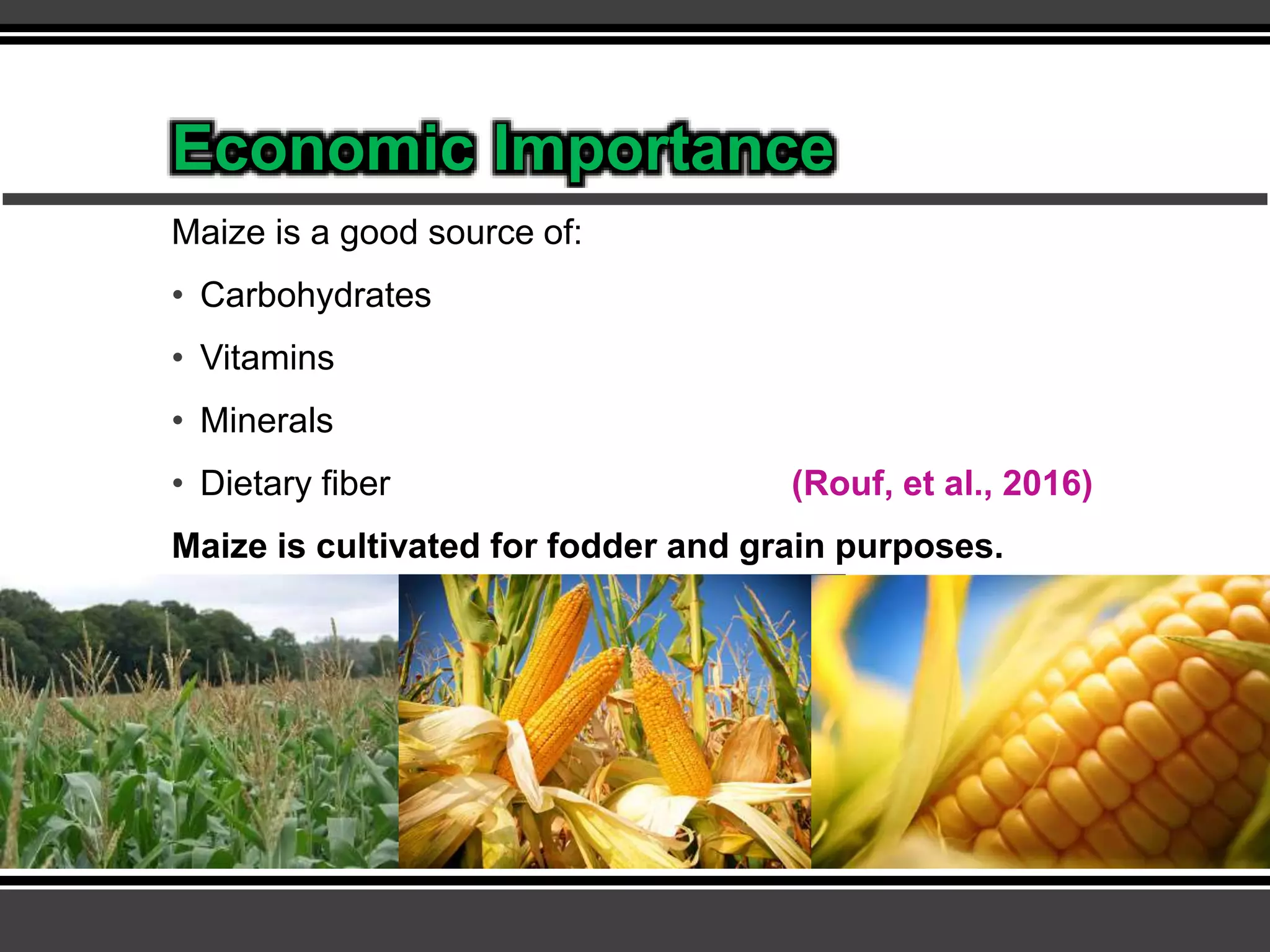 Economic importance and Phenological description of maize | PPTX