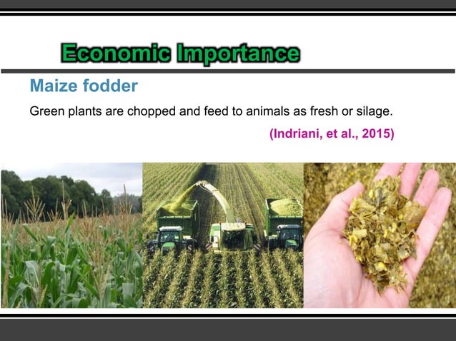 Economic importance and Phenological description of maize | PPTX
