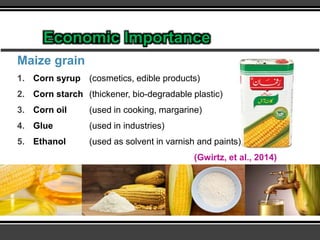 Economic importance and Phenological description of maize | PPTX
