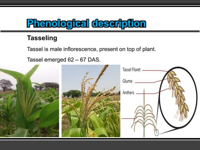 Economic importance and Phenological description of maize | PPTX