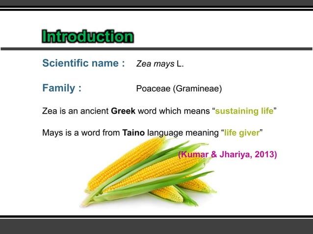 Economic importance and Phenological description of maize | PPTX
