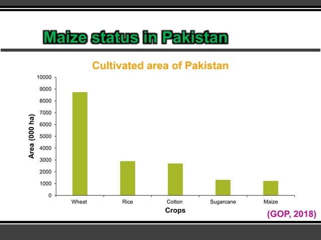 Economic importance and Phenological description of maize | PPTX