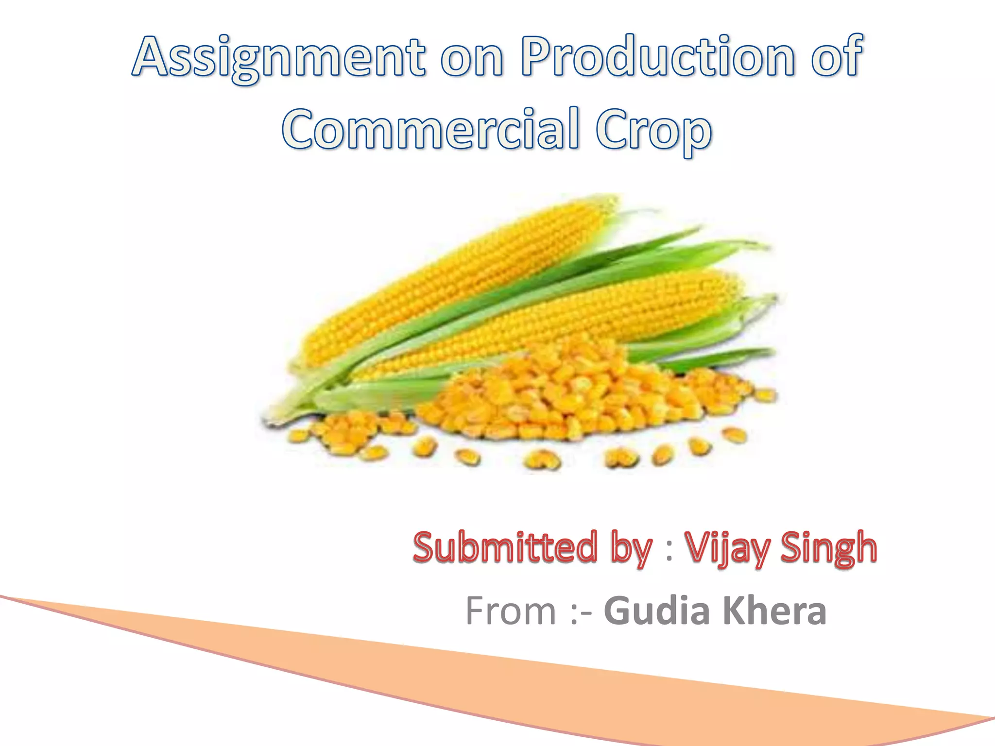 Maize ppt | PPTX