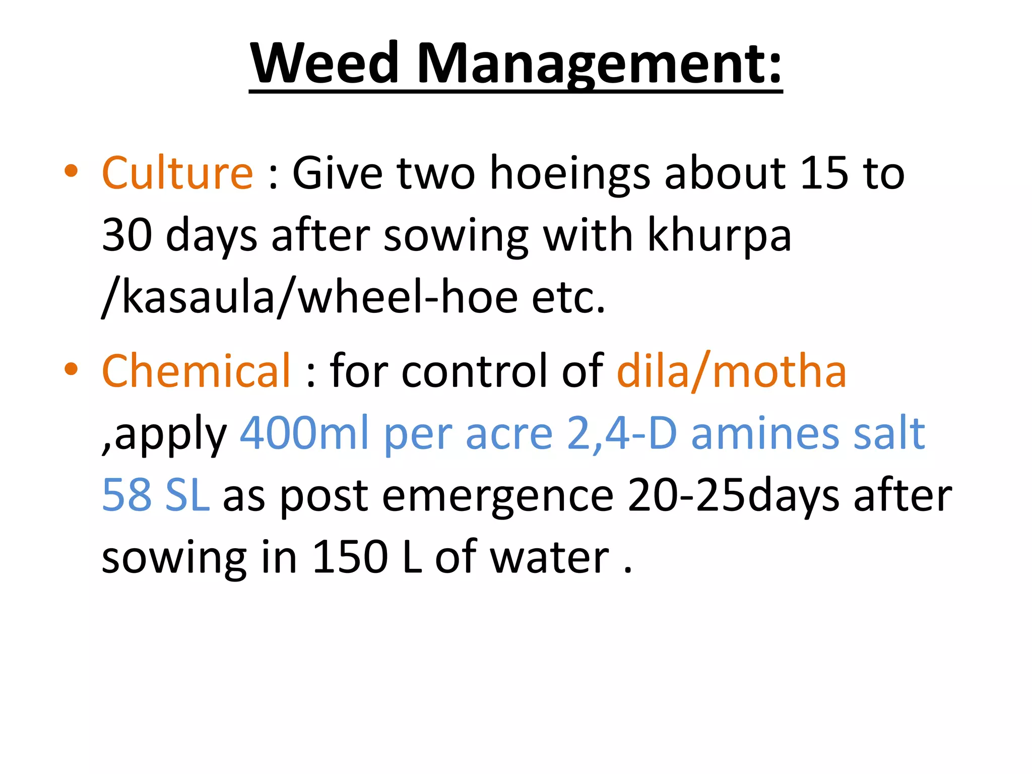 Maize Ppt Pptx