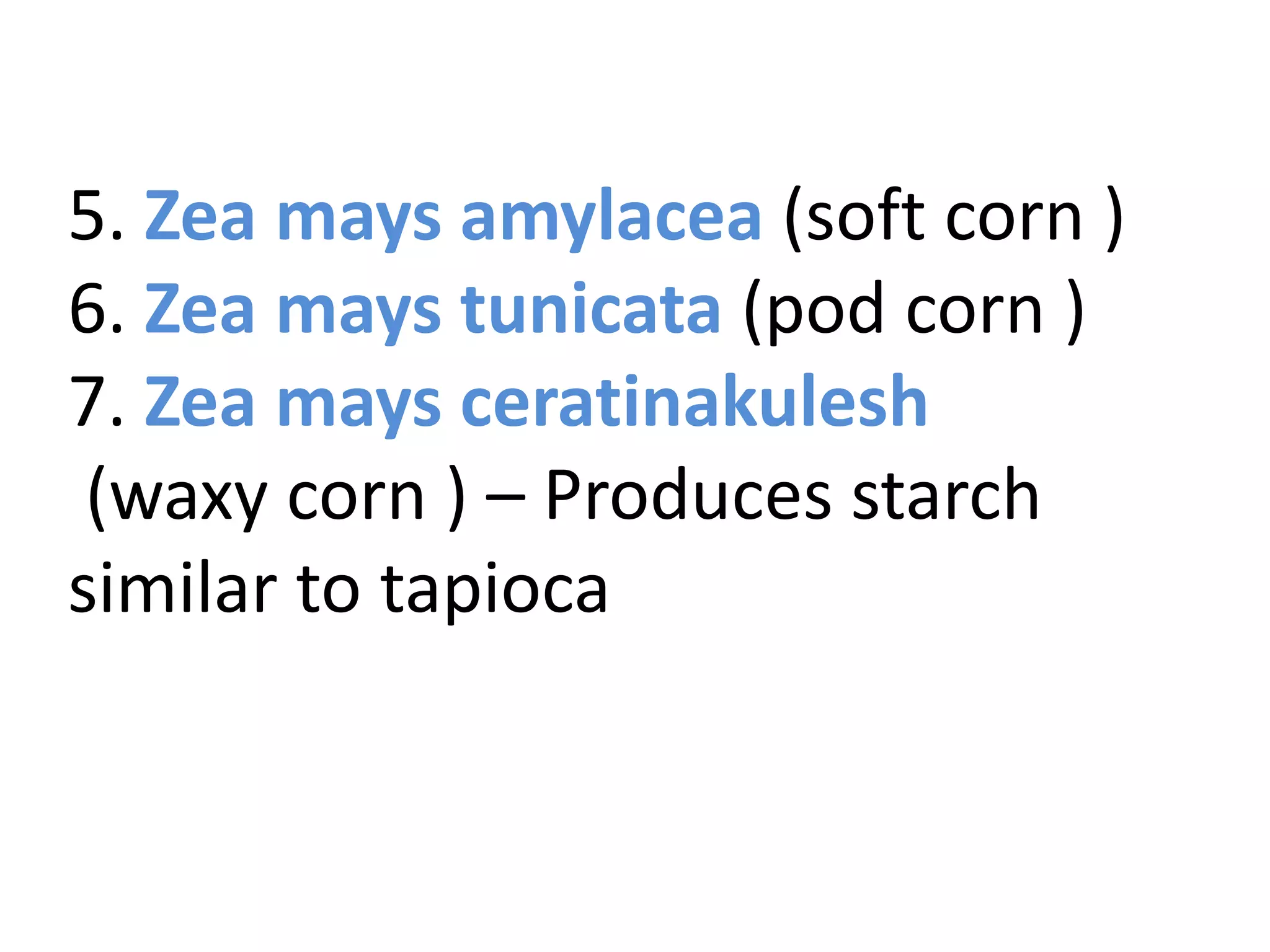 Maize ppt | PPTX