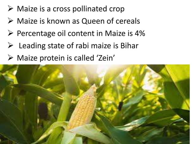 Maize ppt | PPTX | Agriculture | Industries