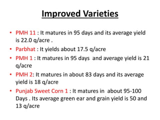 Maize ppt | PPTX